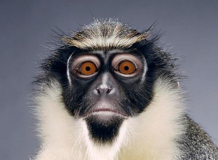 Solid Planet: Monkey portraits by Jill Greenberg