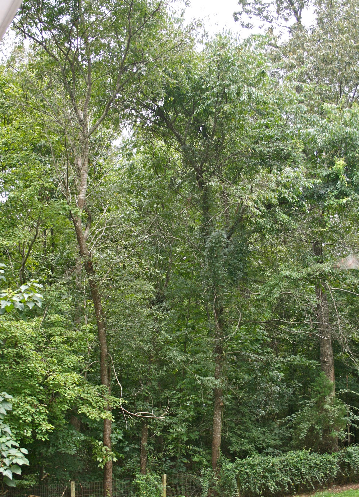 A Tiny Homestead: Prunus Serotina - Black Cherry or Wild Cherry