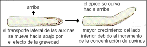 Universo Botánico: Los movimientos de las plantas: Tropismos.
