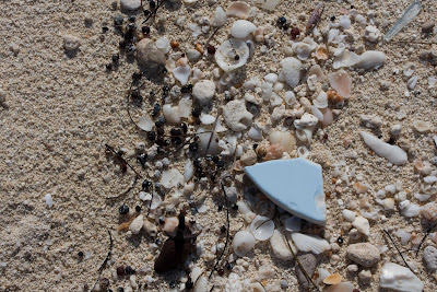 plodding in paradise: SIGHTS OF BIMINI