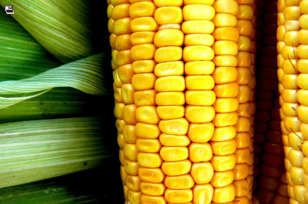Nutrição e Sabores: A importância dos grãos em nossa saúde