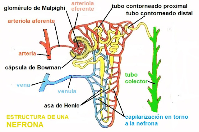 CURIOSIDADES CIENTÍFICAS : Nefronas