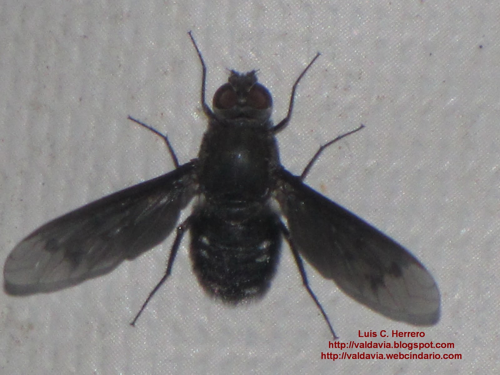 Naturaleza de la Valdavia: Insectos de la Valdavia I