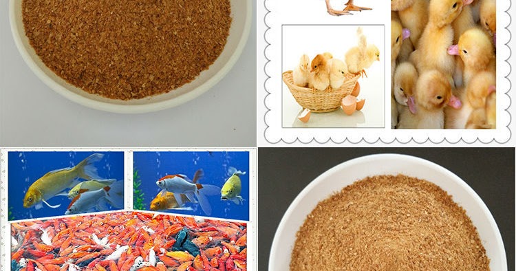 Why Choose DDGS Product?