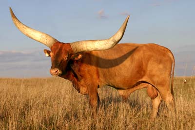 Types of cows, Most important about cow - veterinary online