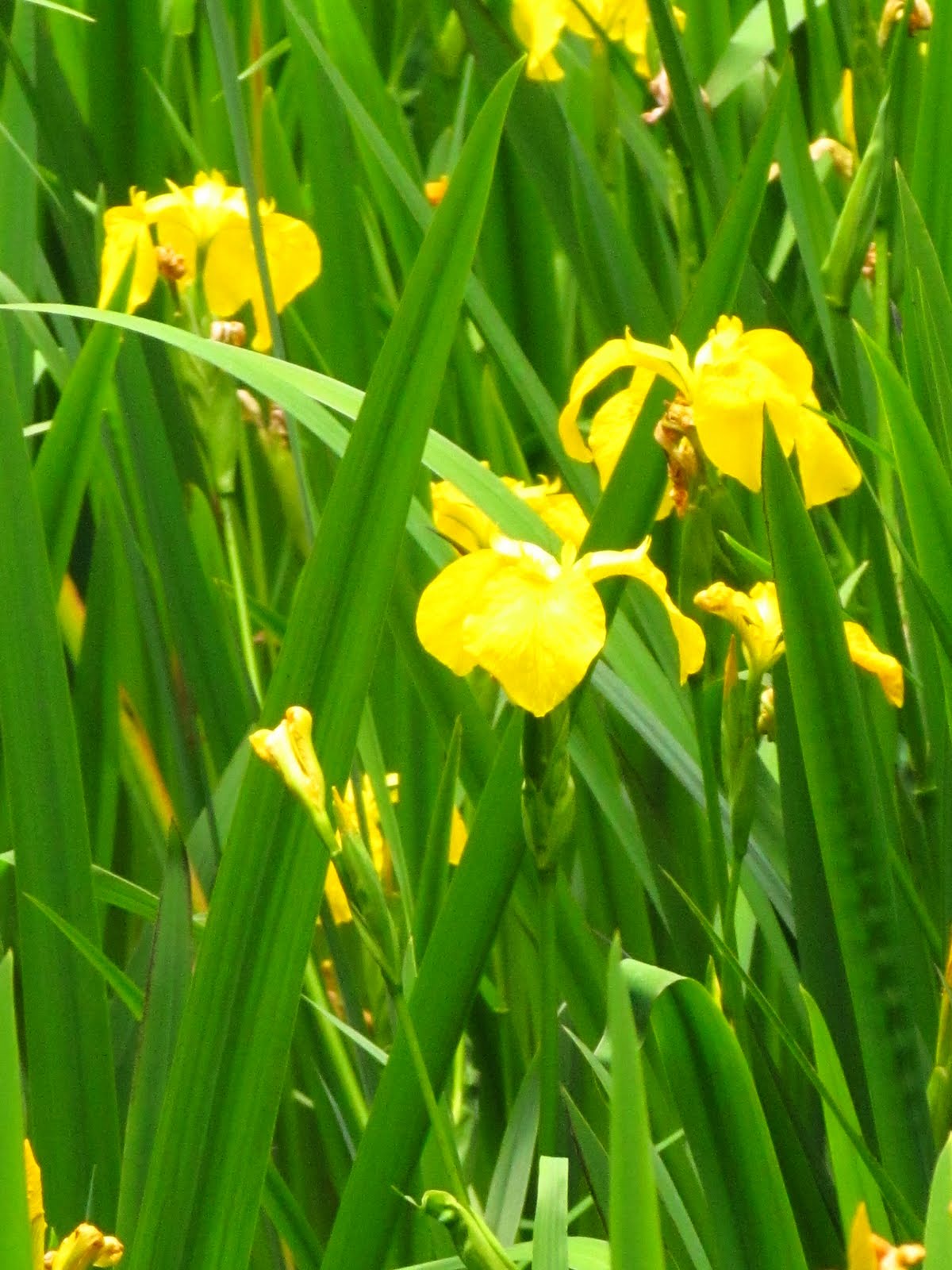 The Abandoned: Yellow Swamp Beauties - Weekend Flowers