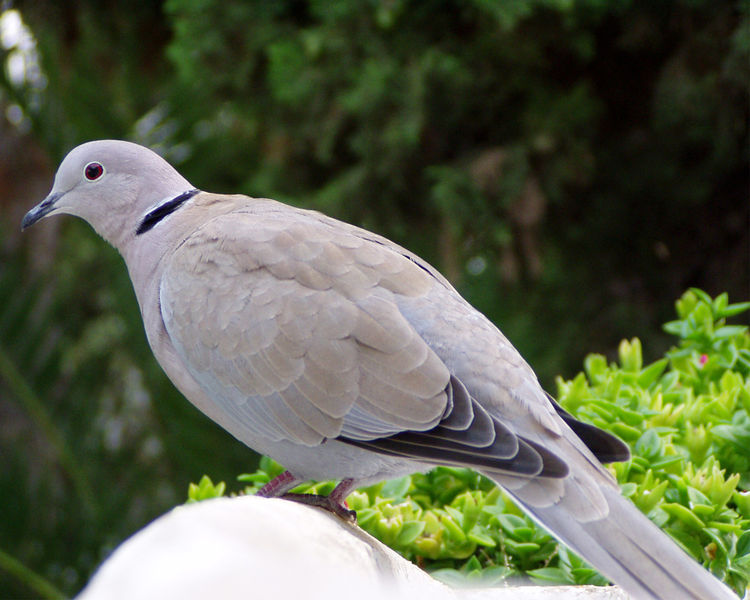 Aves: LA TÓRTOLA TURCA