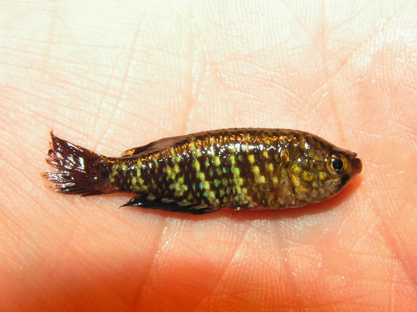 Bolivian Killifish