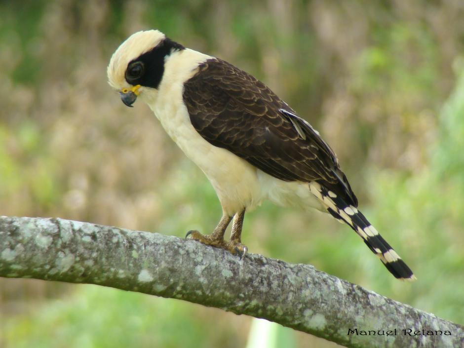 Argentina nativa: Halcón reidor (Herpetotheres cachinnans)