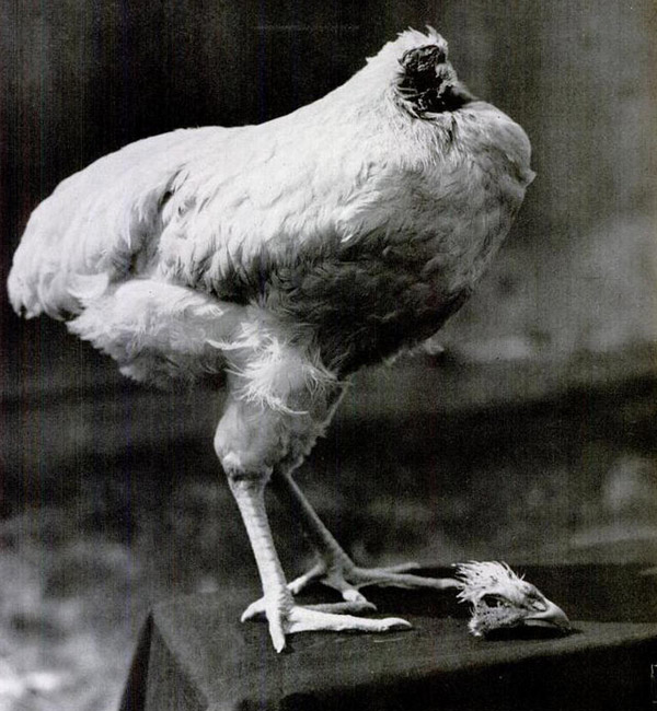 Mike the Headless Chicken, Legenda Ayam tanpa Kepala
