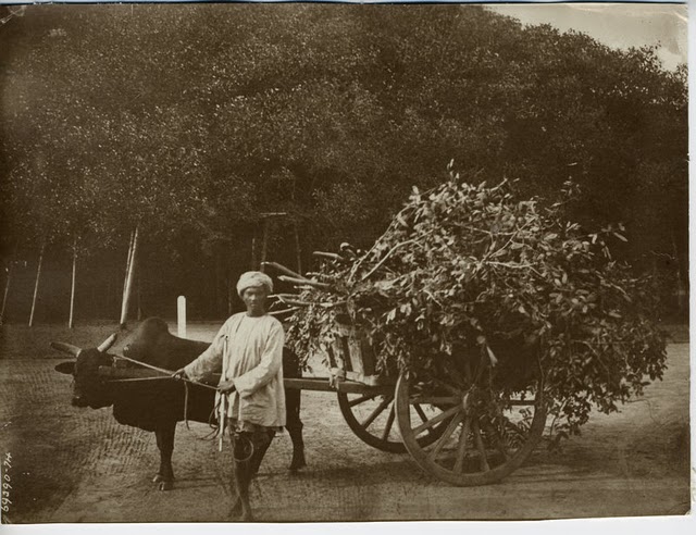 Bahia Red Sindhi: HISTÓRIA DA RAÇA SINDI
