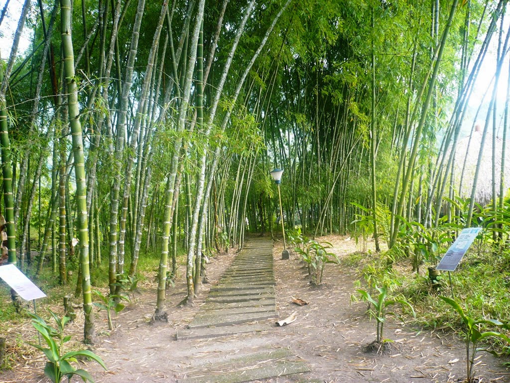 BAMBU BLOG | Sitio da Mata: O que é e para que serve o Guadua Angustifolia?