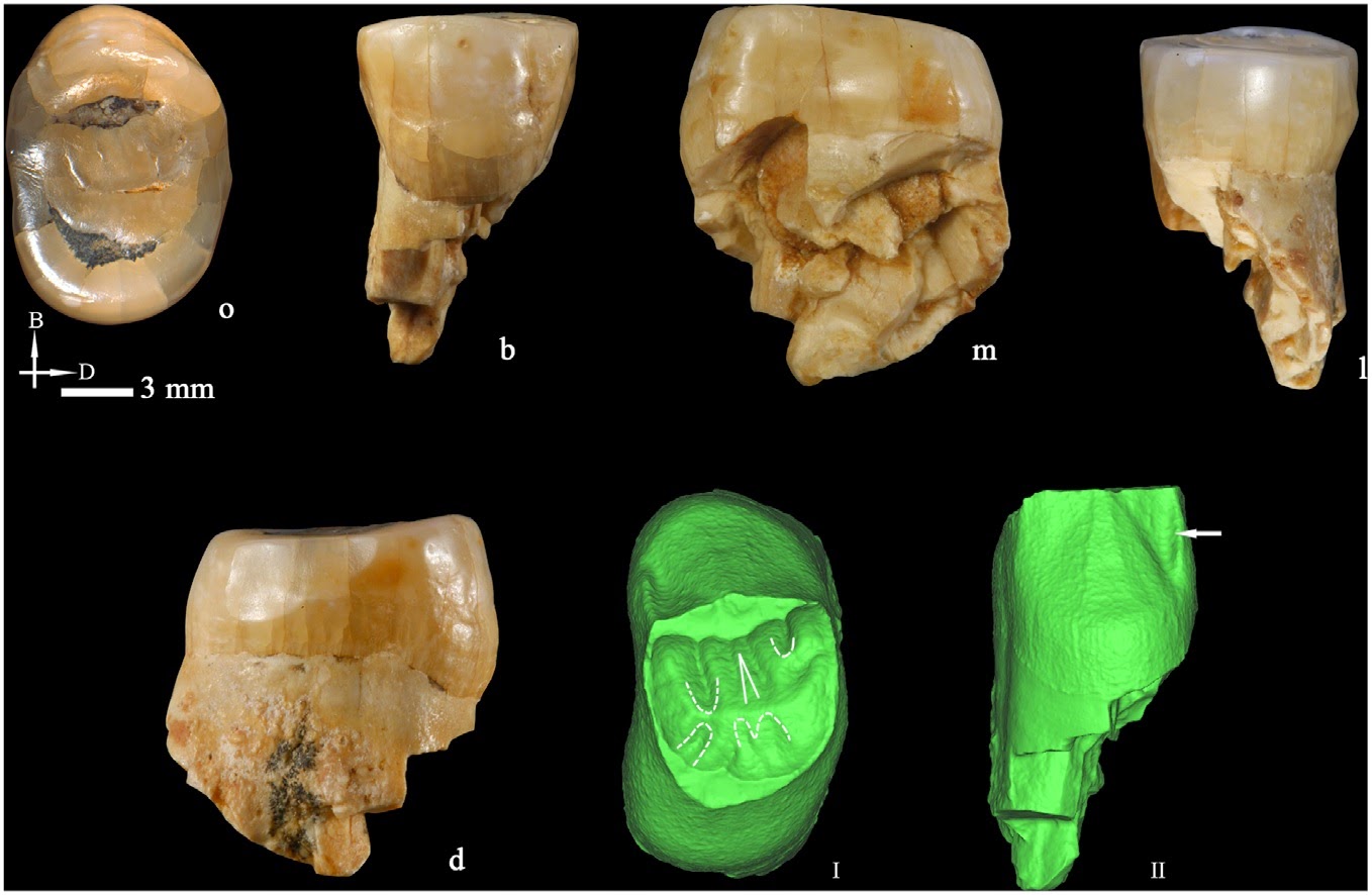 Sciency Thoughts: Hominin teeth from the Middle Pleistocene of Anhui ...