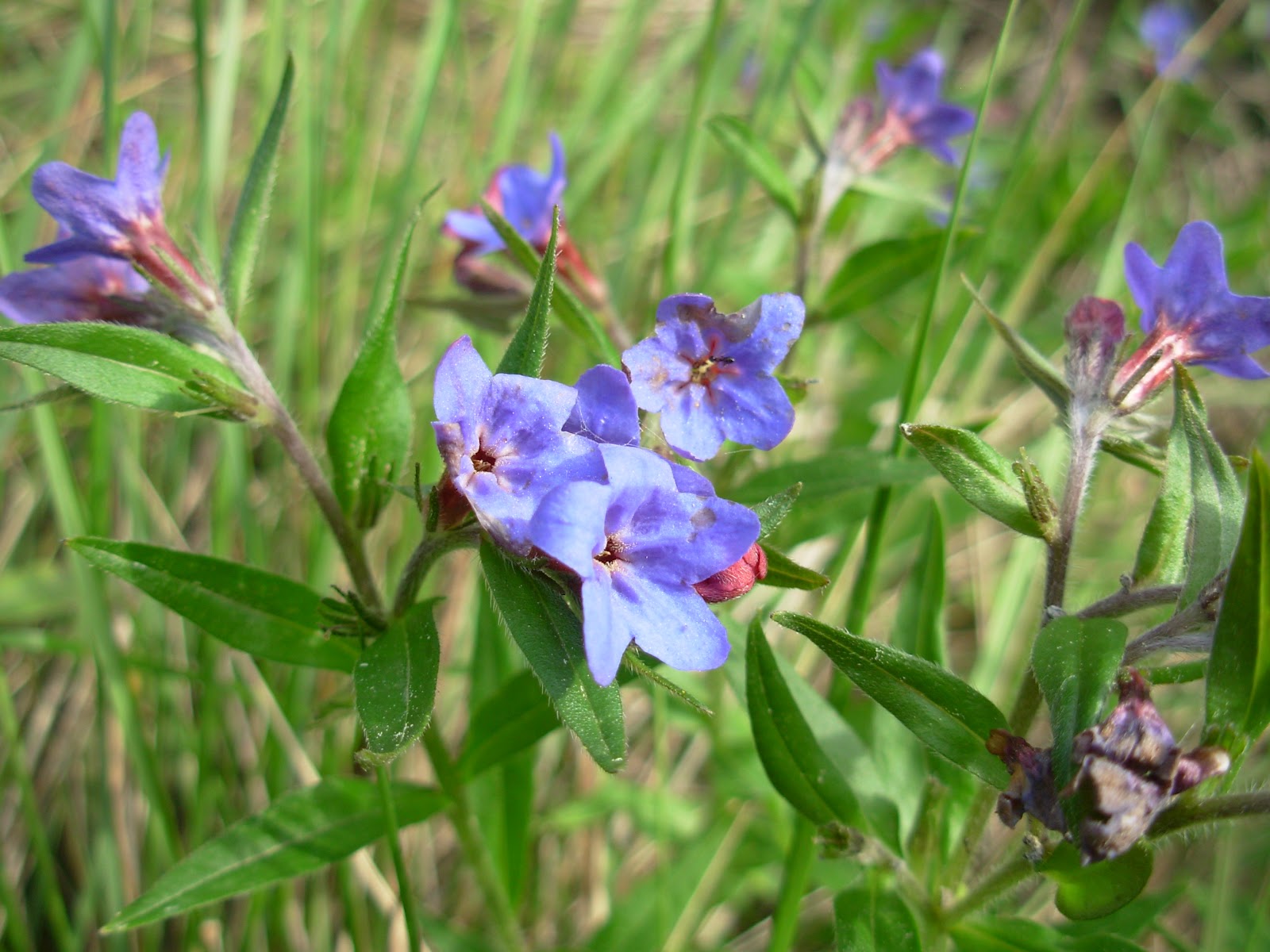 Les plantes de Torrelles: Lithospermum purpurocaeruleum