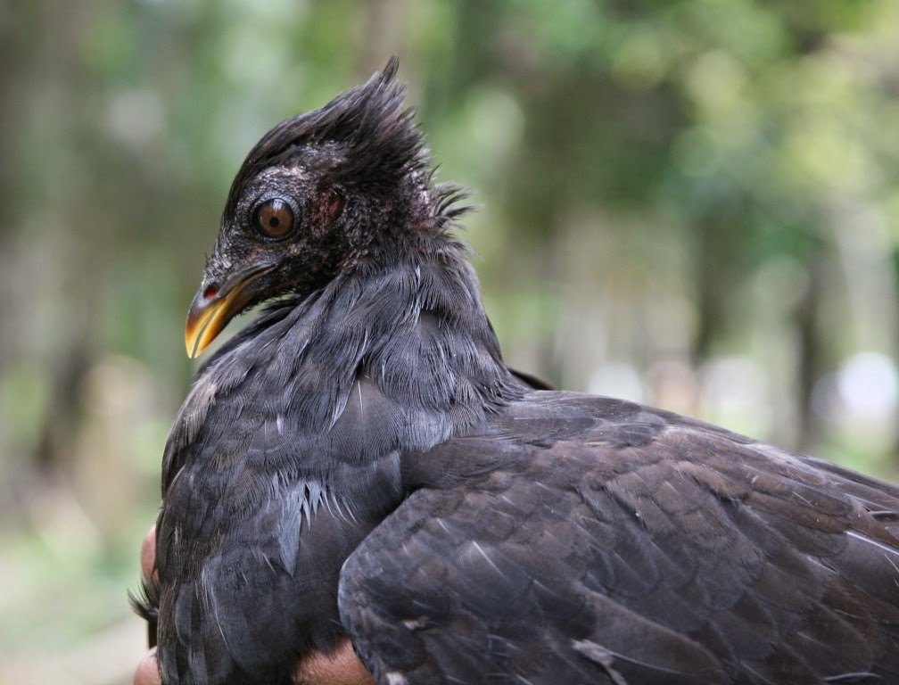 Animals of the world: Megapode