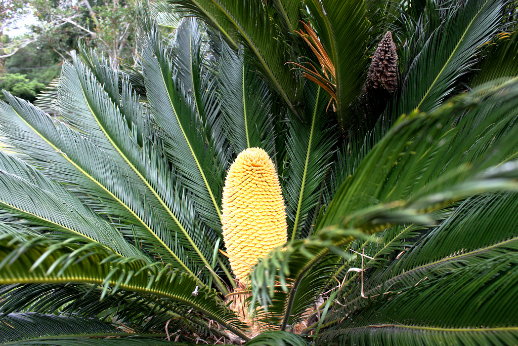 BOTANICAL PLANTS: Cycas Circinalis Linn (Queen sago palm)