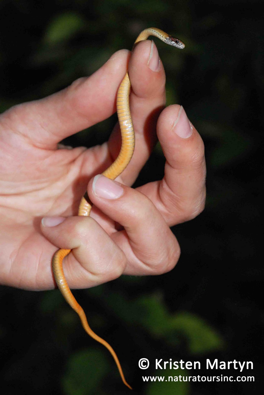 Snake Road, Illinois: Part 2 | Nature Notes Blog