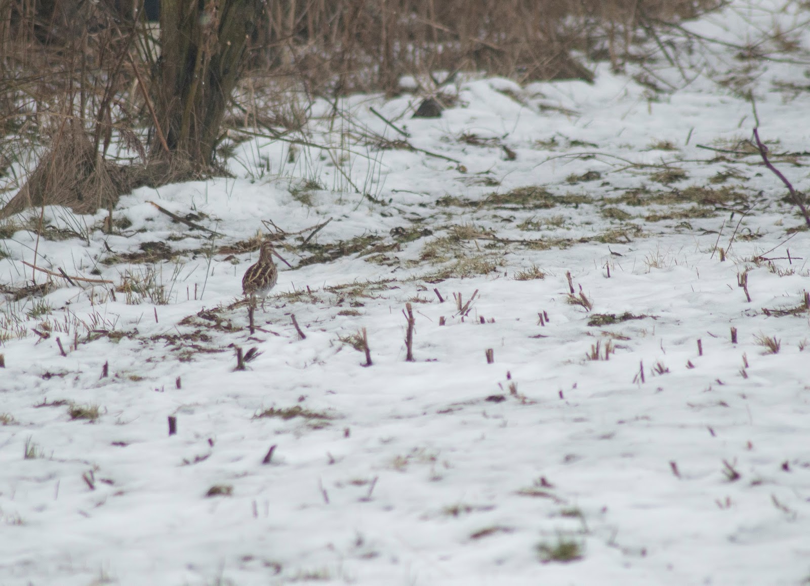 Pam's Place: Rodley Nature Reserve