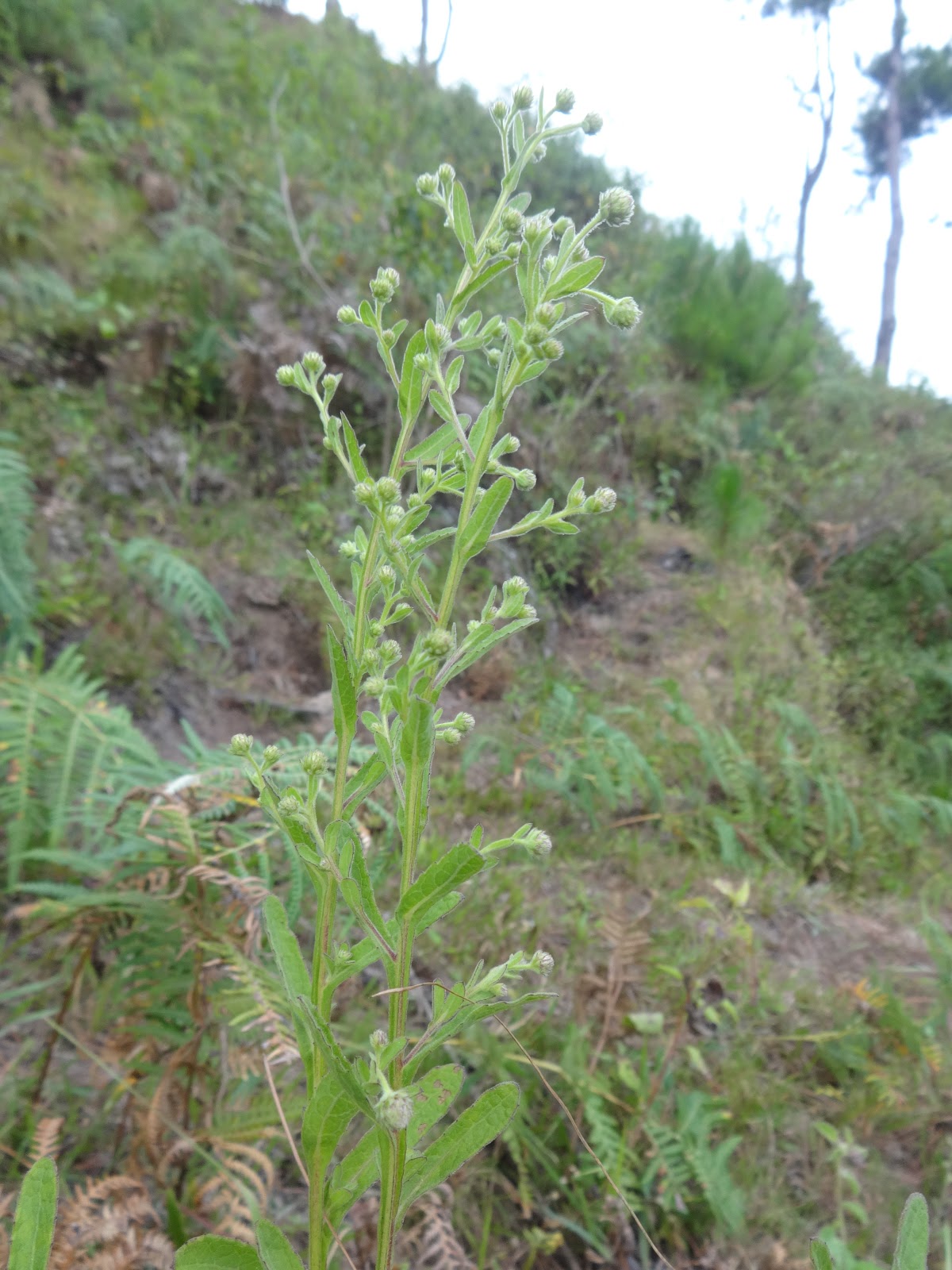 Herbs from Distant Lands: Laggera alata - Winged-Stem Laggera, Liu Leng ...