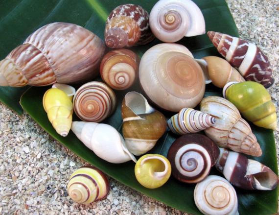 Mengenali Siput Dengan Lebih Dekat |MyRokan