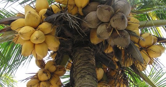 The Basics of Starting a New Coconut Plantation