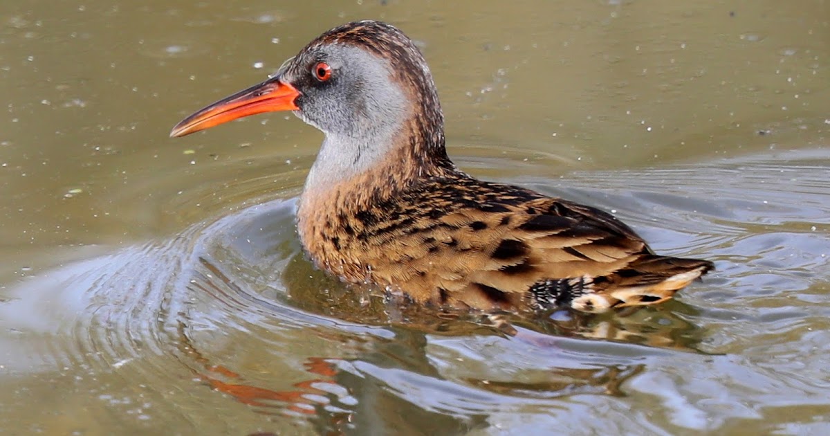 Blog de aves: Instantes alados: rascón