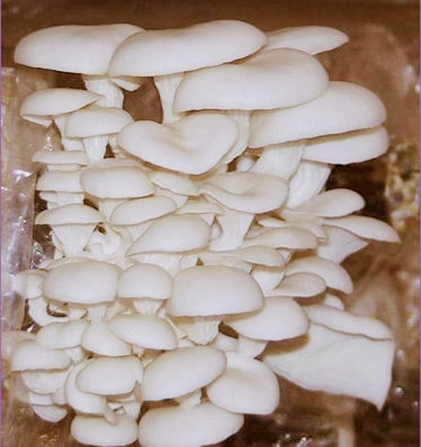 Pengumpulan Benih Cendawan Proses Yang Perlu Dilakukan Dengan Cermat ...