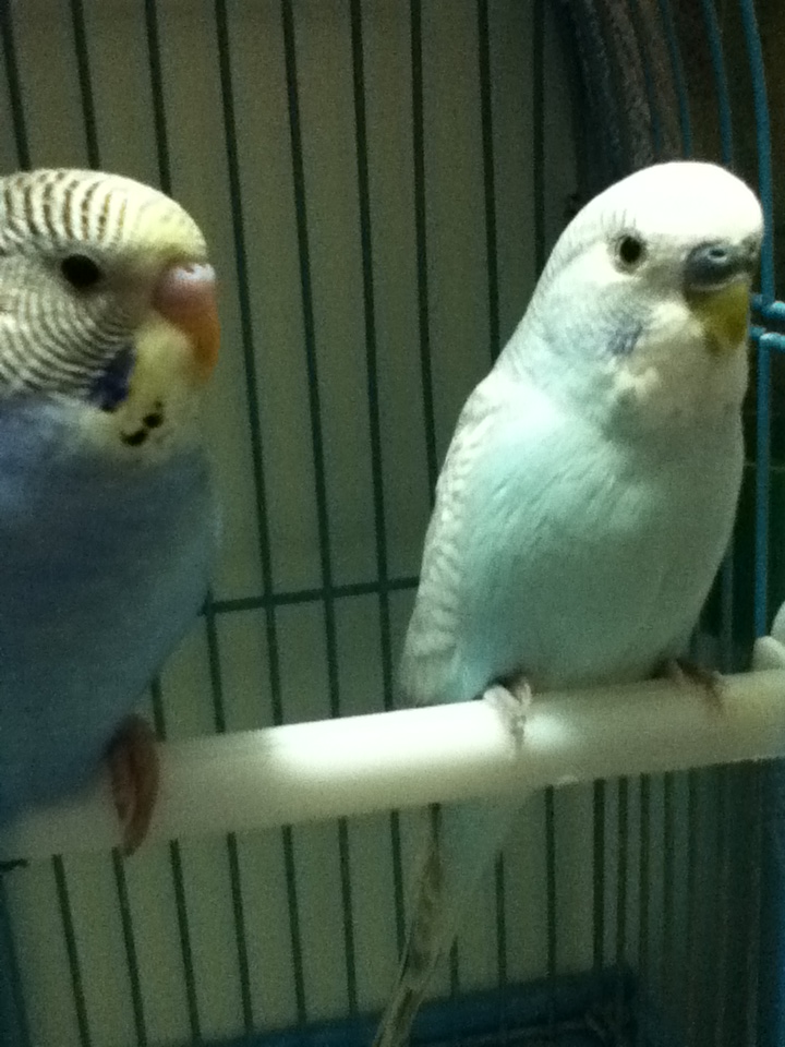 El Mundo del Perico Australiano: Imagenes