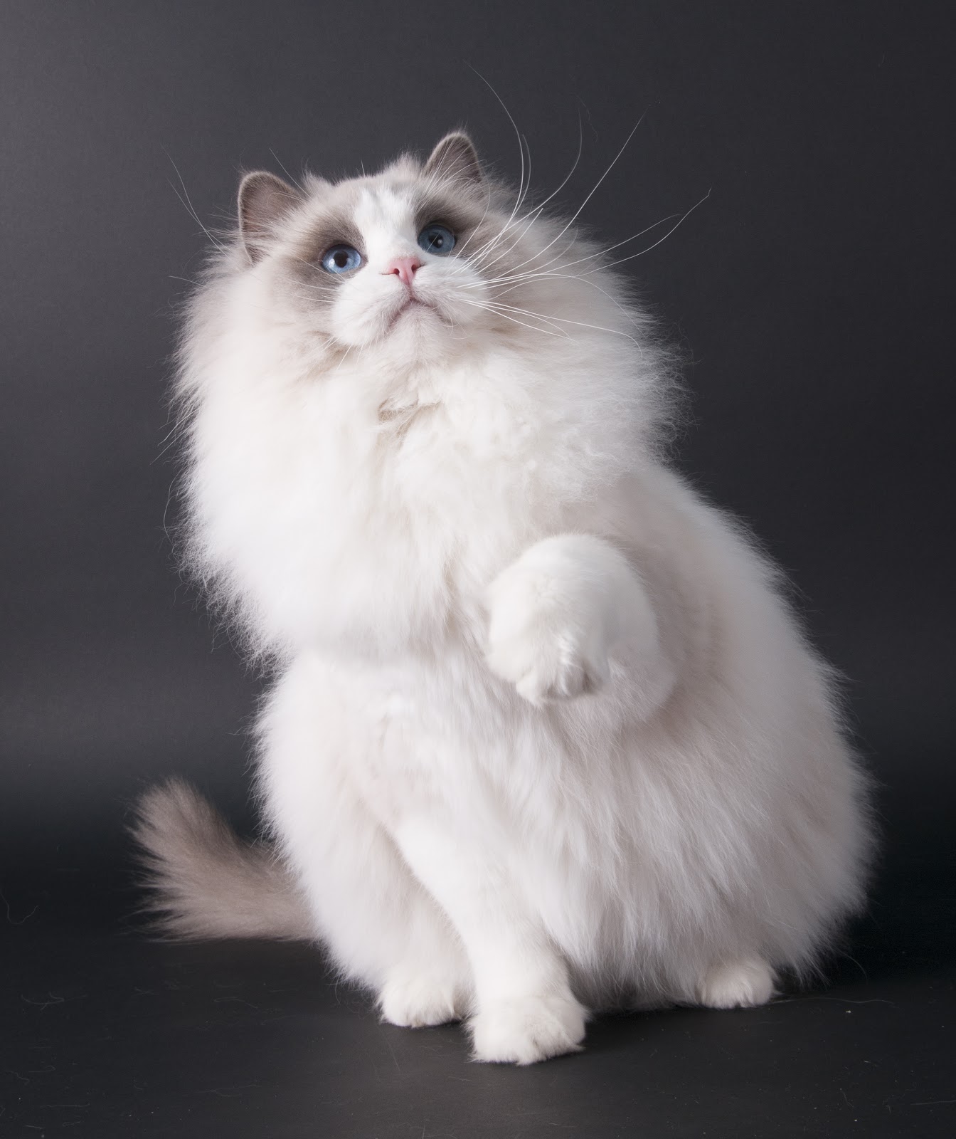 Ragdoll: MALE