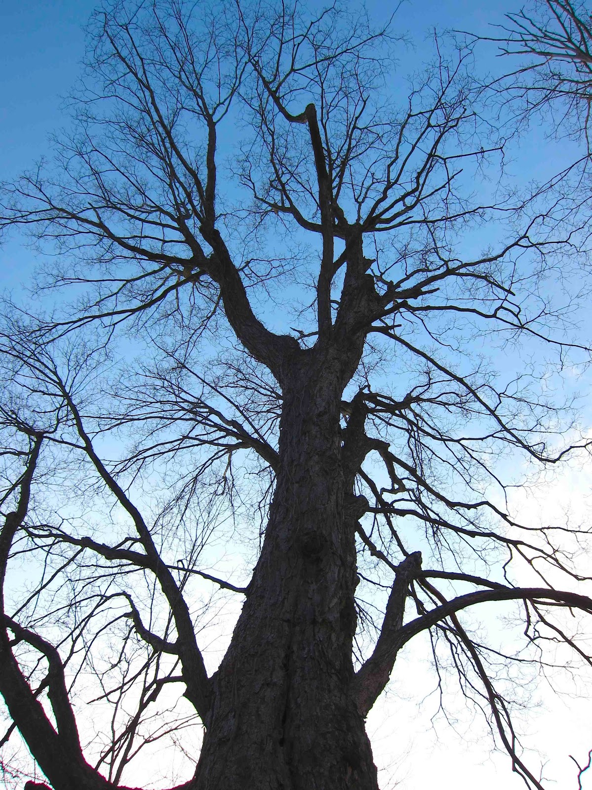 Saratoga woods and waterways: Yes, a VERY Big Tree!