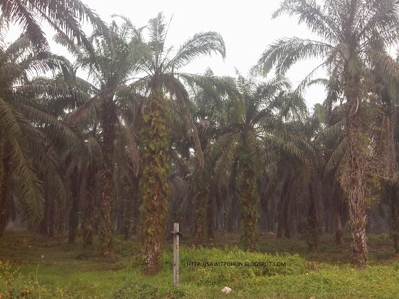 Hasil Poduksi Sawit ~ Sawit Indonesia