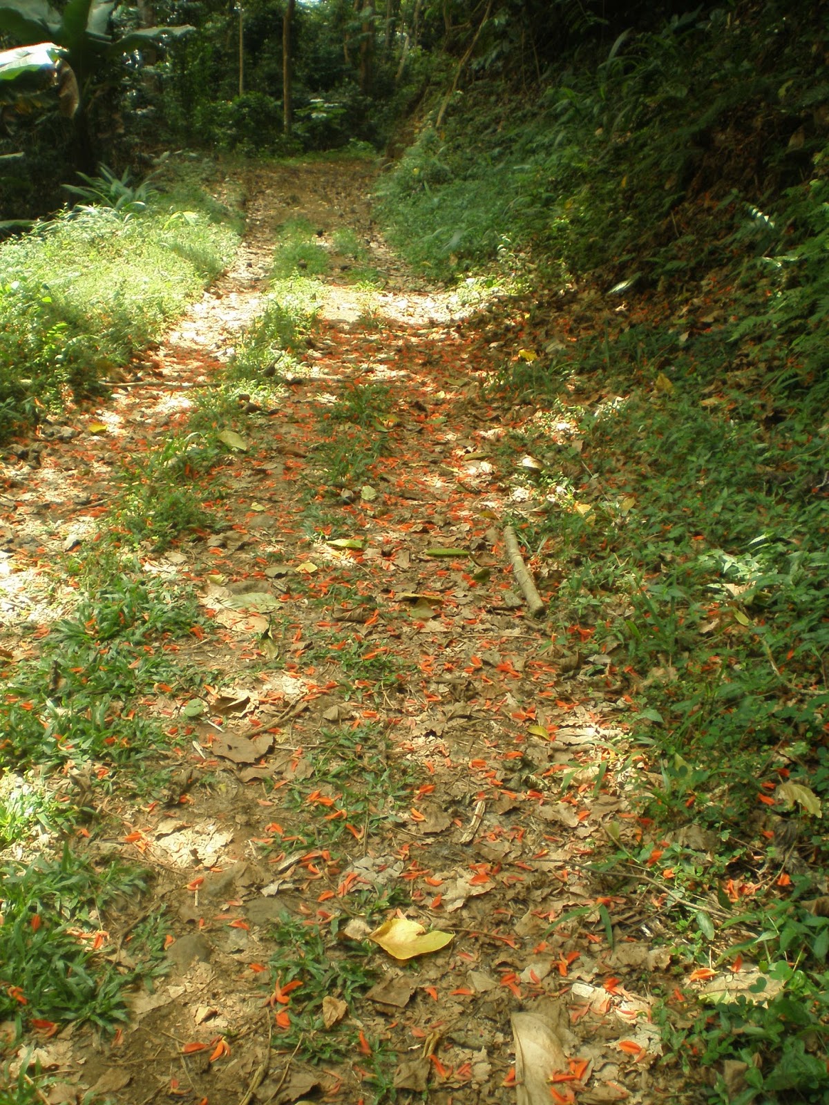 Turismo em São Tomé: Dia 4 (16 dejulho) - Caminhada do Jardim Botânico ...