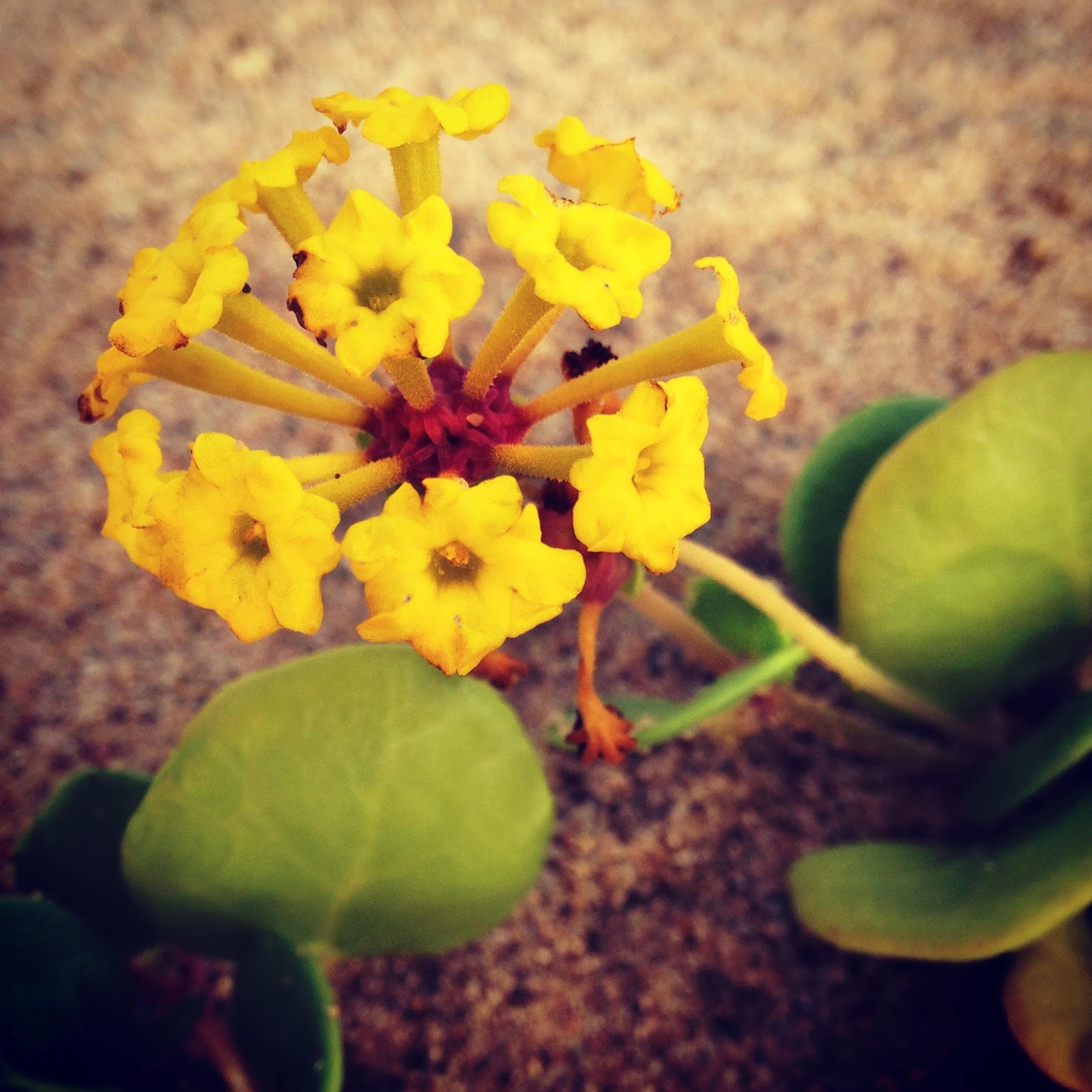 cactus to clouds: YELLOW SAND VERBENA (ABRONIA LATIFOLIA)