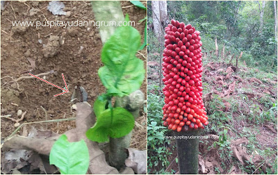 fase vegetatif dan generatif bunga Bangkai