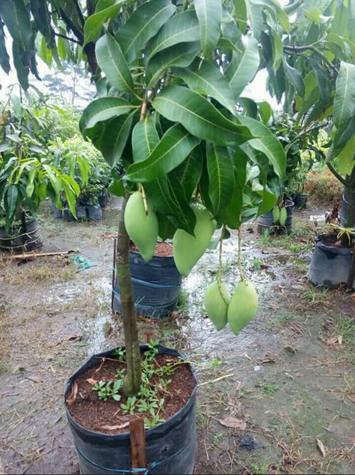 Berita TV Malaysia: Pokok pelam harum manis perlis