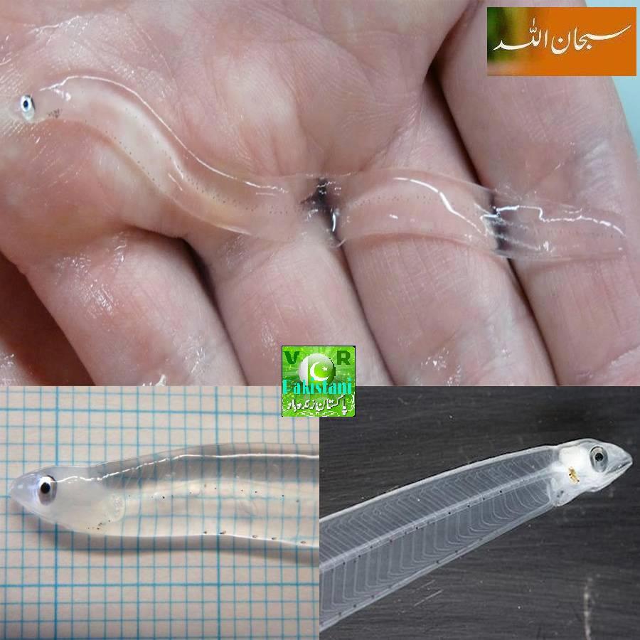 Transparent Head Fish