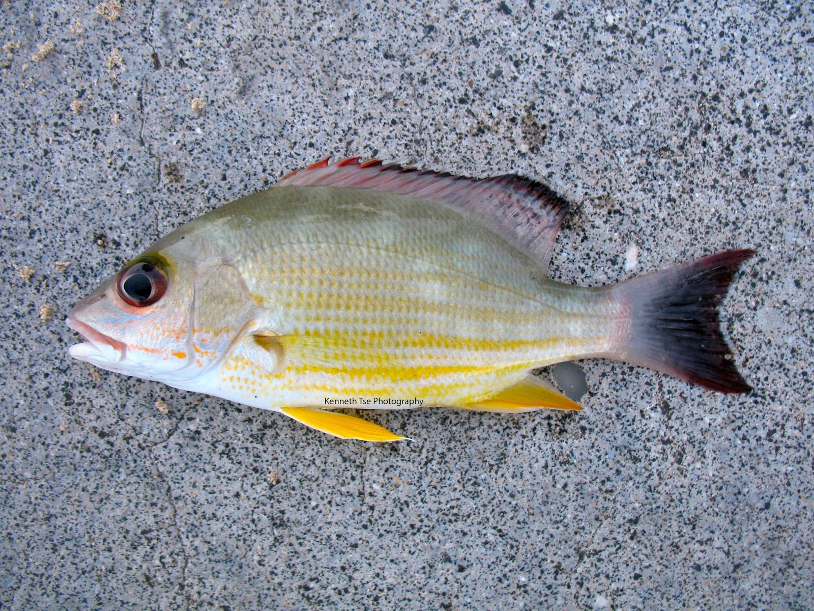 MuskieBait Adventures: 2016 Hawaii - Hawaii (Day 18)