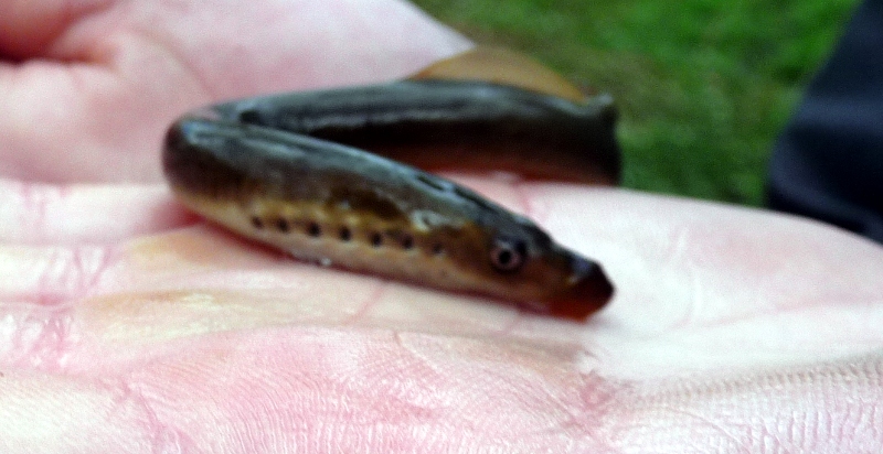 O tym, jak spotkać minoga w Polsce ~ Naturalnie