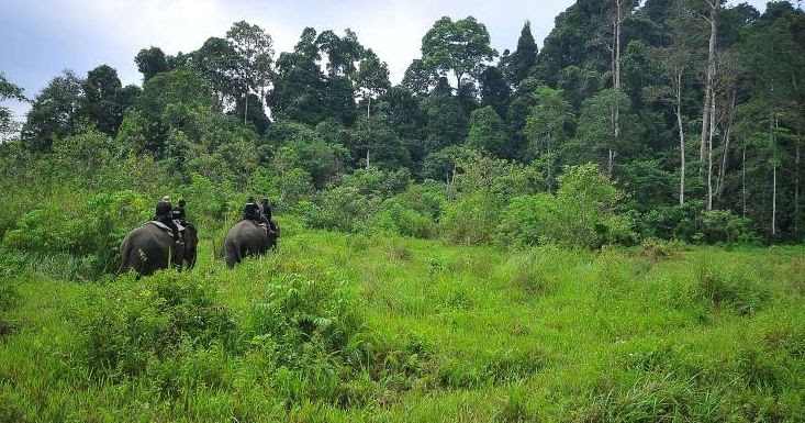 Upaya Pelestarian Ekosistem In Situ Dan Ex Situ - Atap Ilmu