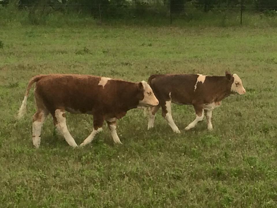 RAMSAY FARMS: Simmental Cattle