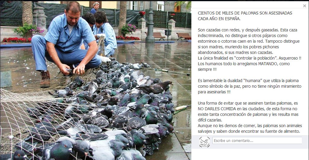 Mis amigas las palomas: Captura de palomas