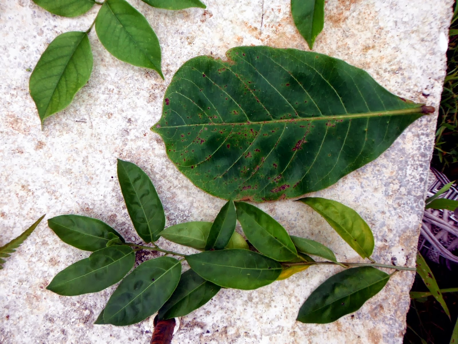 Vegetative morphology
