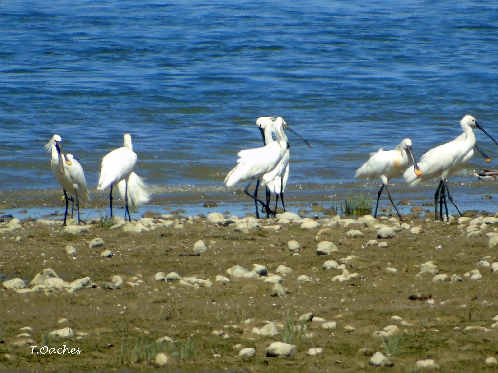 PASARI DIN ROMANIA: LOPATAR, Platalea leucorodia