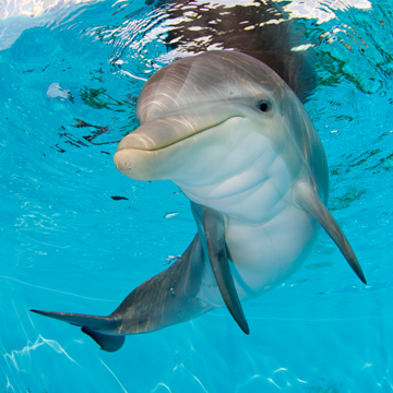 CMA Dolphins: Meet the Dolphins!