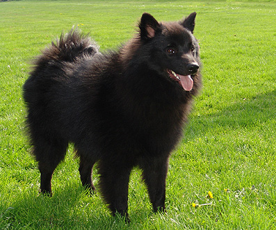 dog side stories: German Spitz Giant ( Γερμανικό Σπιτς μεγάλο )