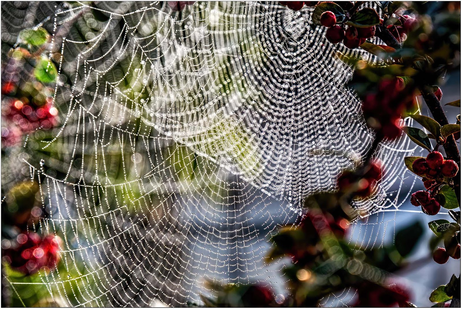 Lincolnshire Cam: Oh what a tangled web we weave.....