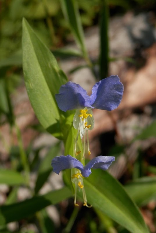 Southeastern PA Hiking: Horse-Shoe Trail - Great Valley Nature Center ...
