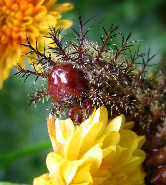 El Blog de Mórdel: Las orugas urticantes (Gusanos quemadores)