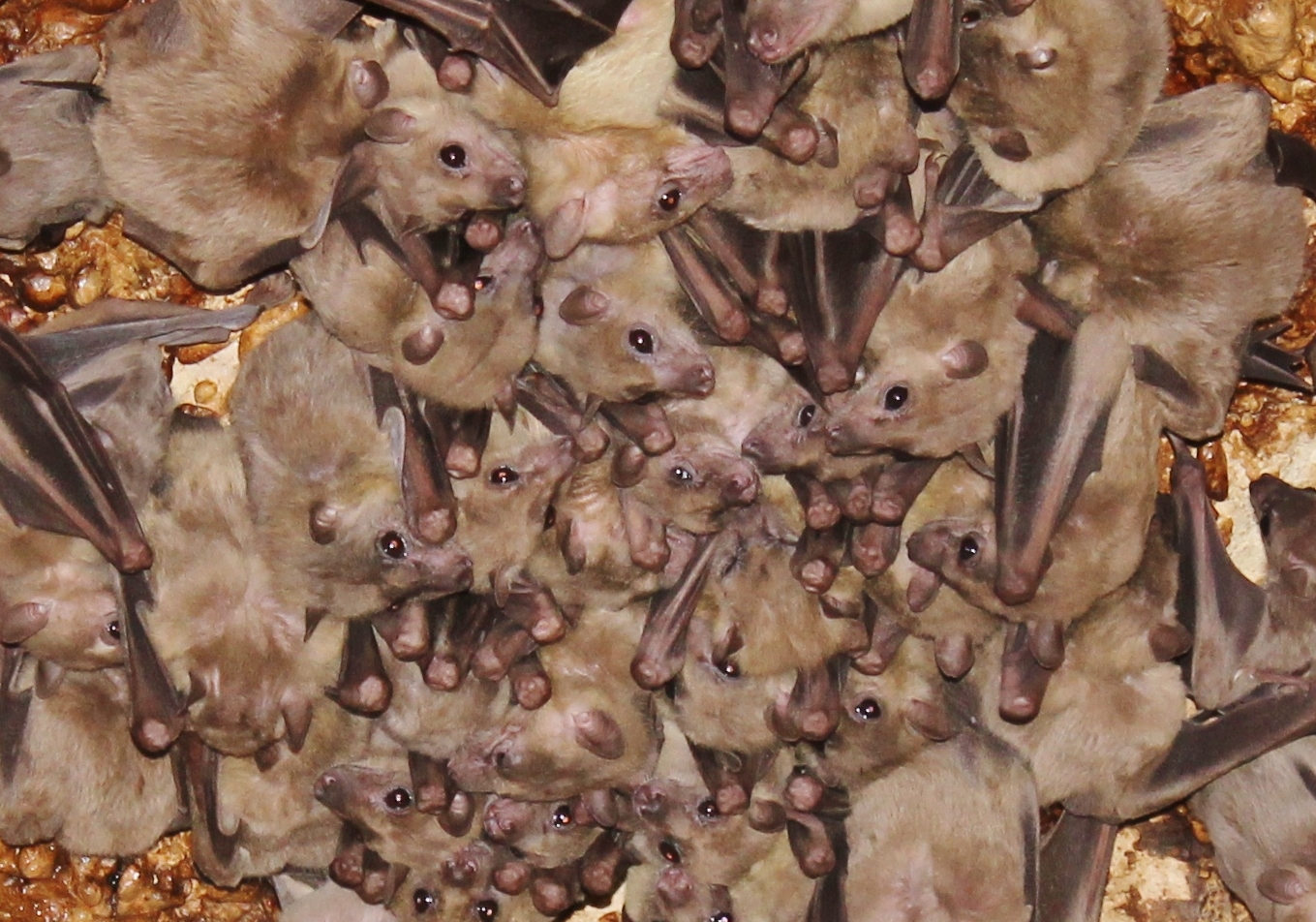 Biodiversity of Cyprus by NGO Protection of the Natural Heritage and ...