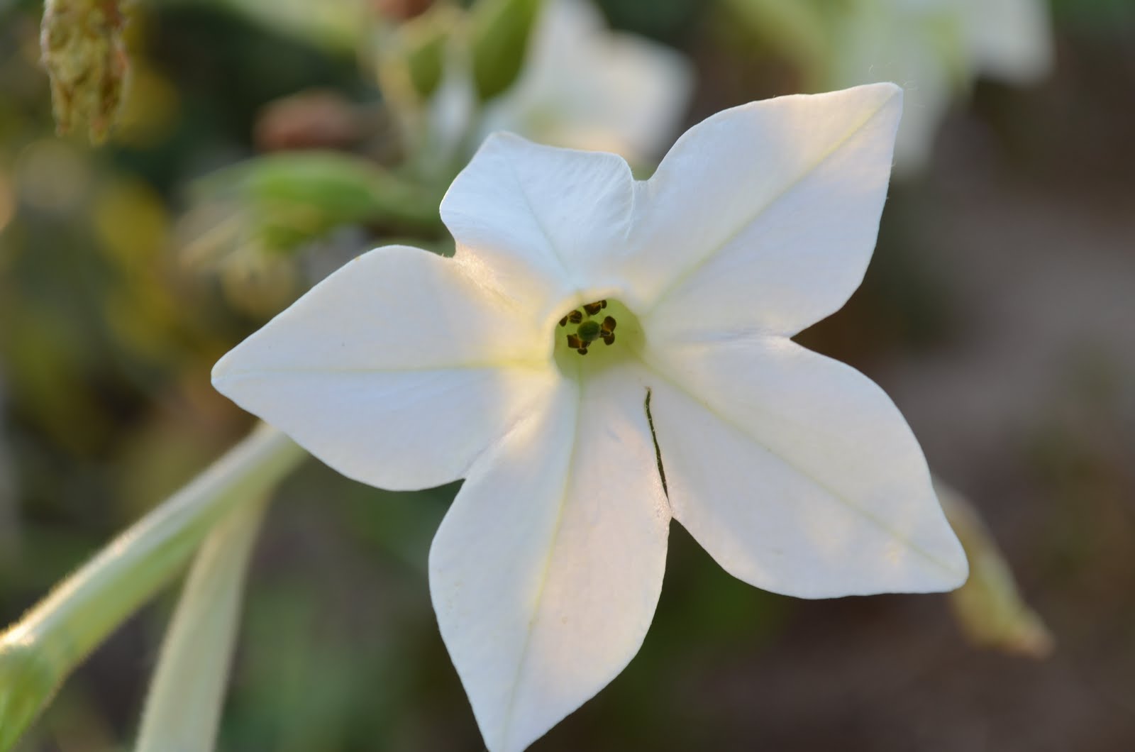 Jurnal de gradina: Flori de August